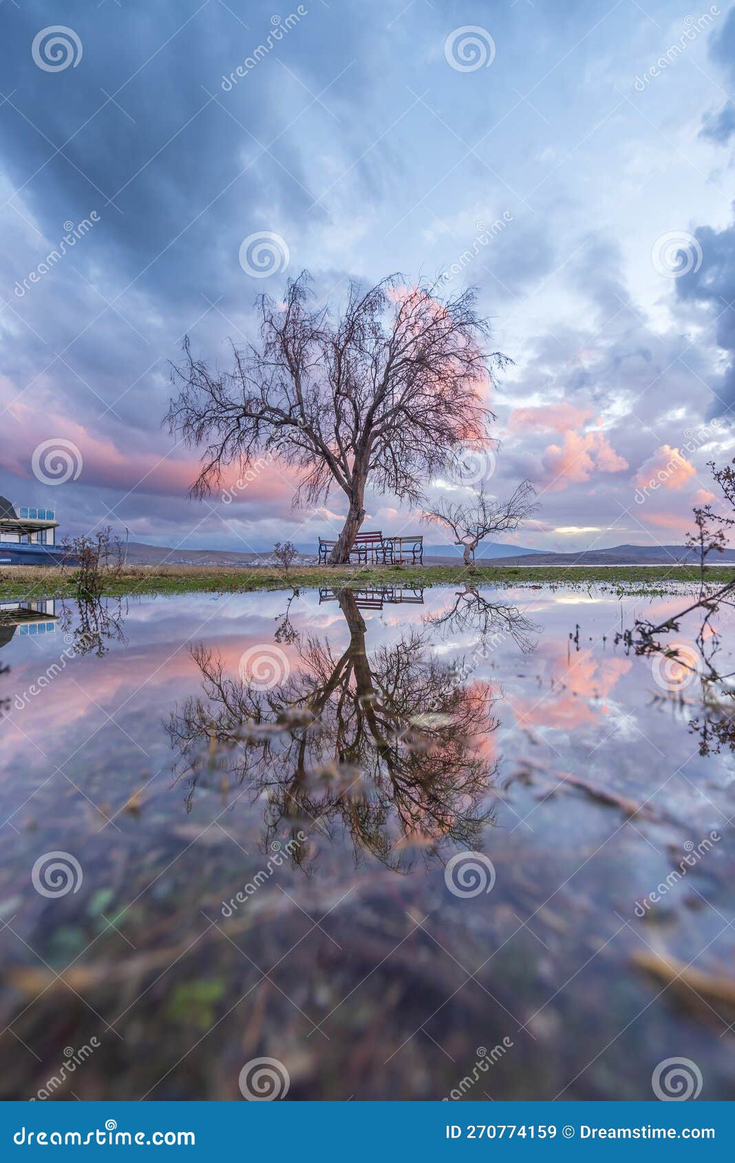 Sunset with Trees and Reflection Stock Image - Image of yellow ...