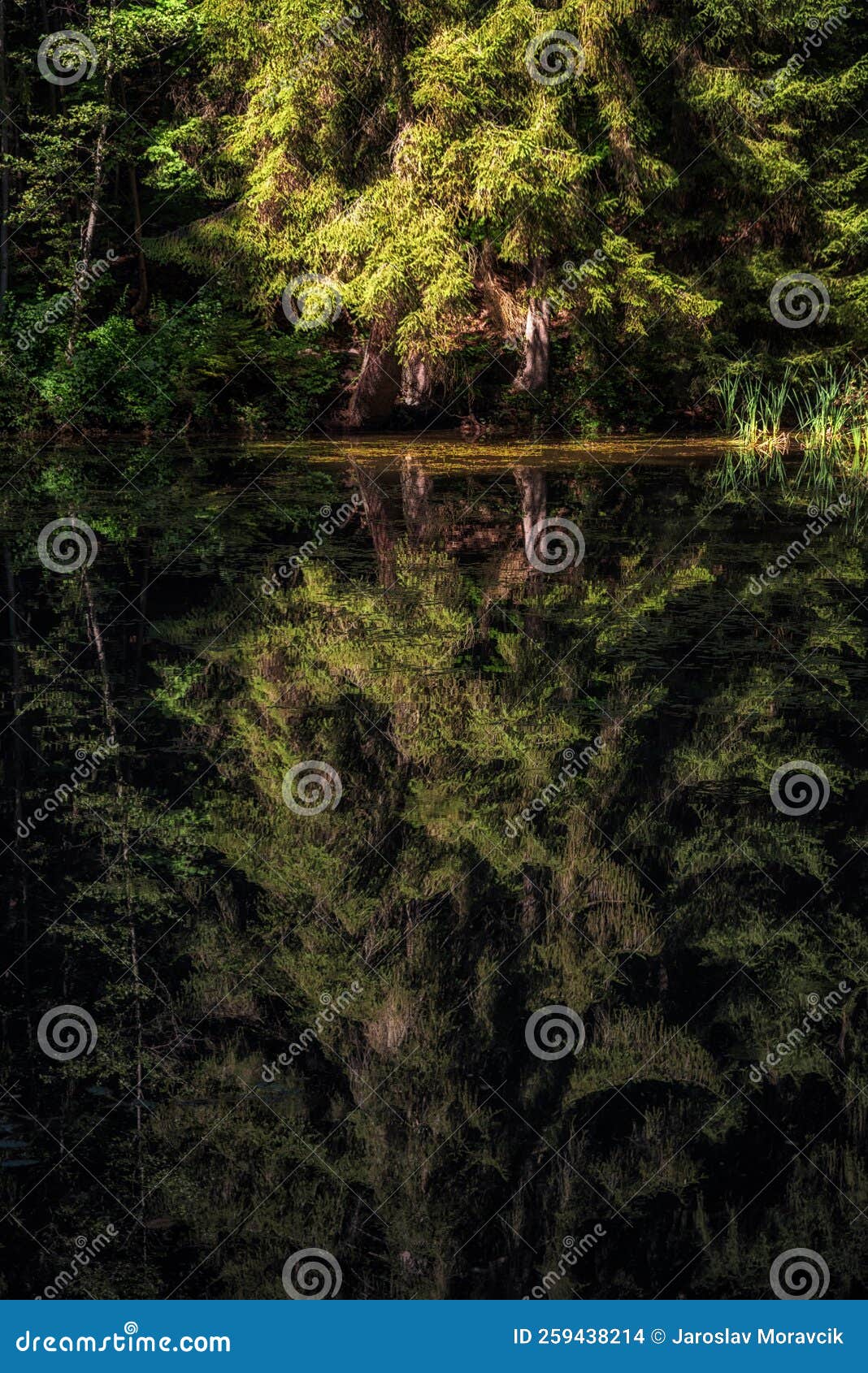 Reflection of Conifer Tree on the Quiet Water Surface of a Lake in the ...
