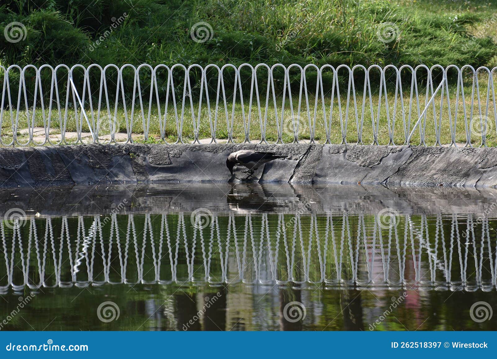 Reflection of Crow Drinking Water Near the Fence in the Park Stock ...