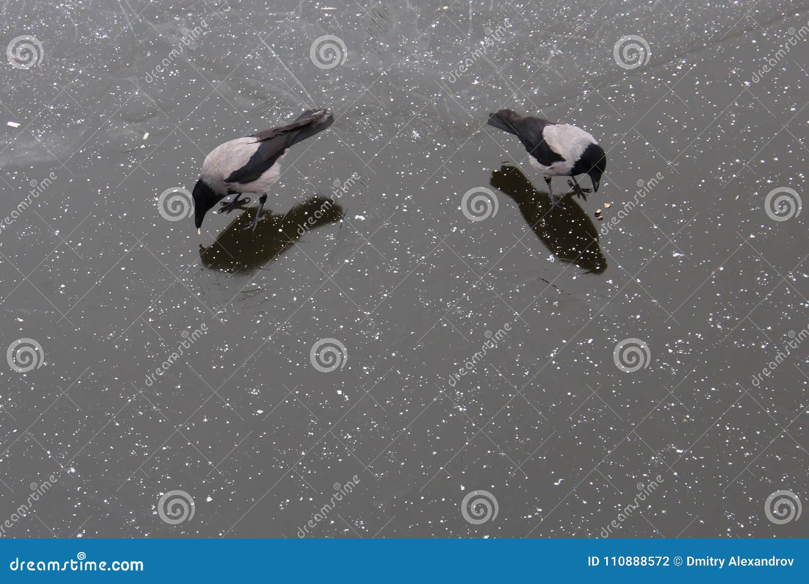 Two Ravens on Ice with Reflections Stock Photo - Image of background ...