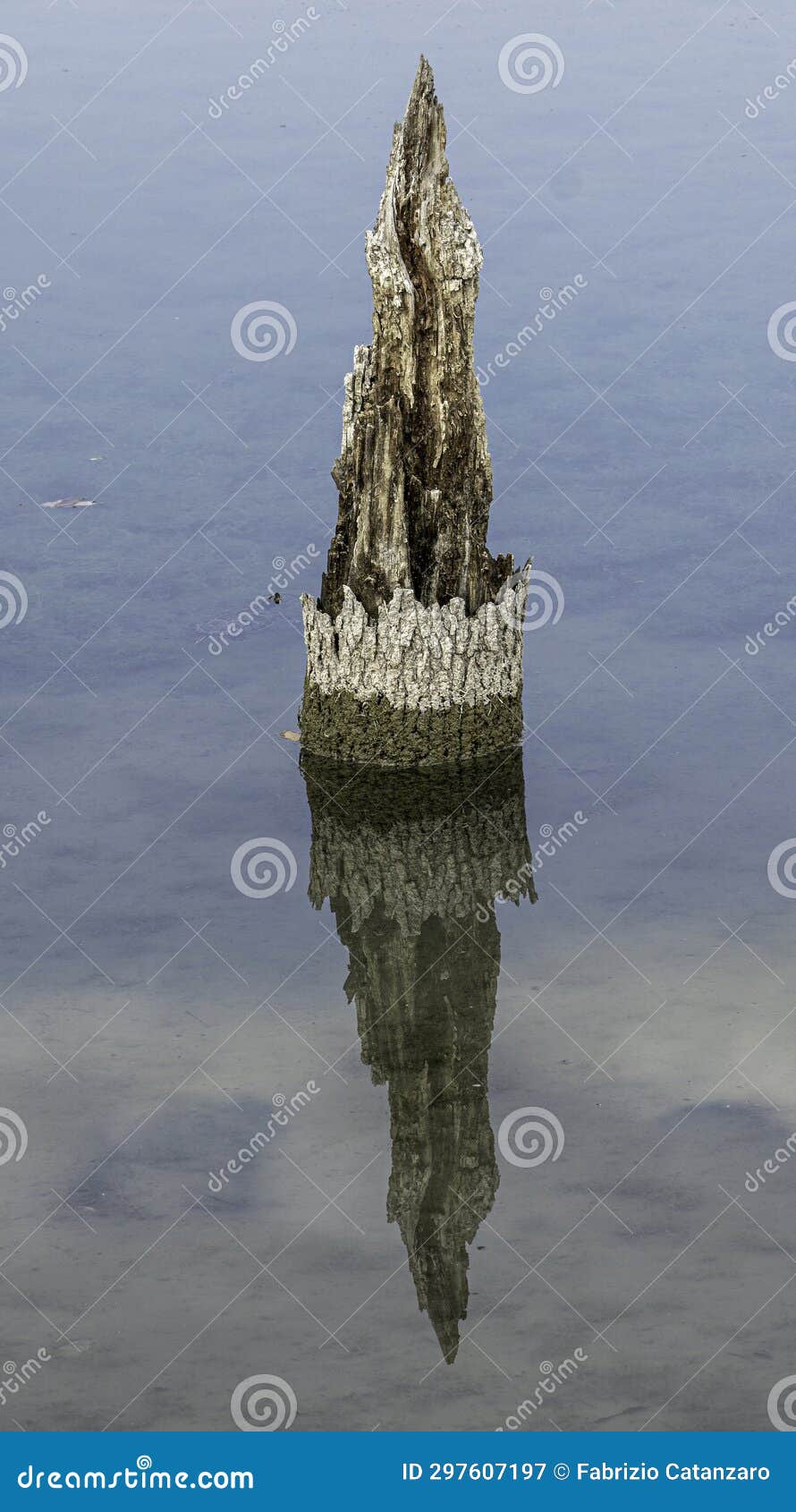 Reflection of a Dead Tree in Water Stock Image - Image of view, lumber ...
