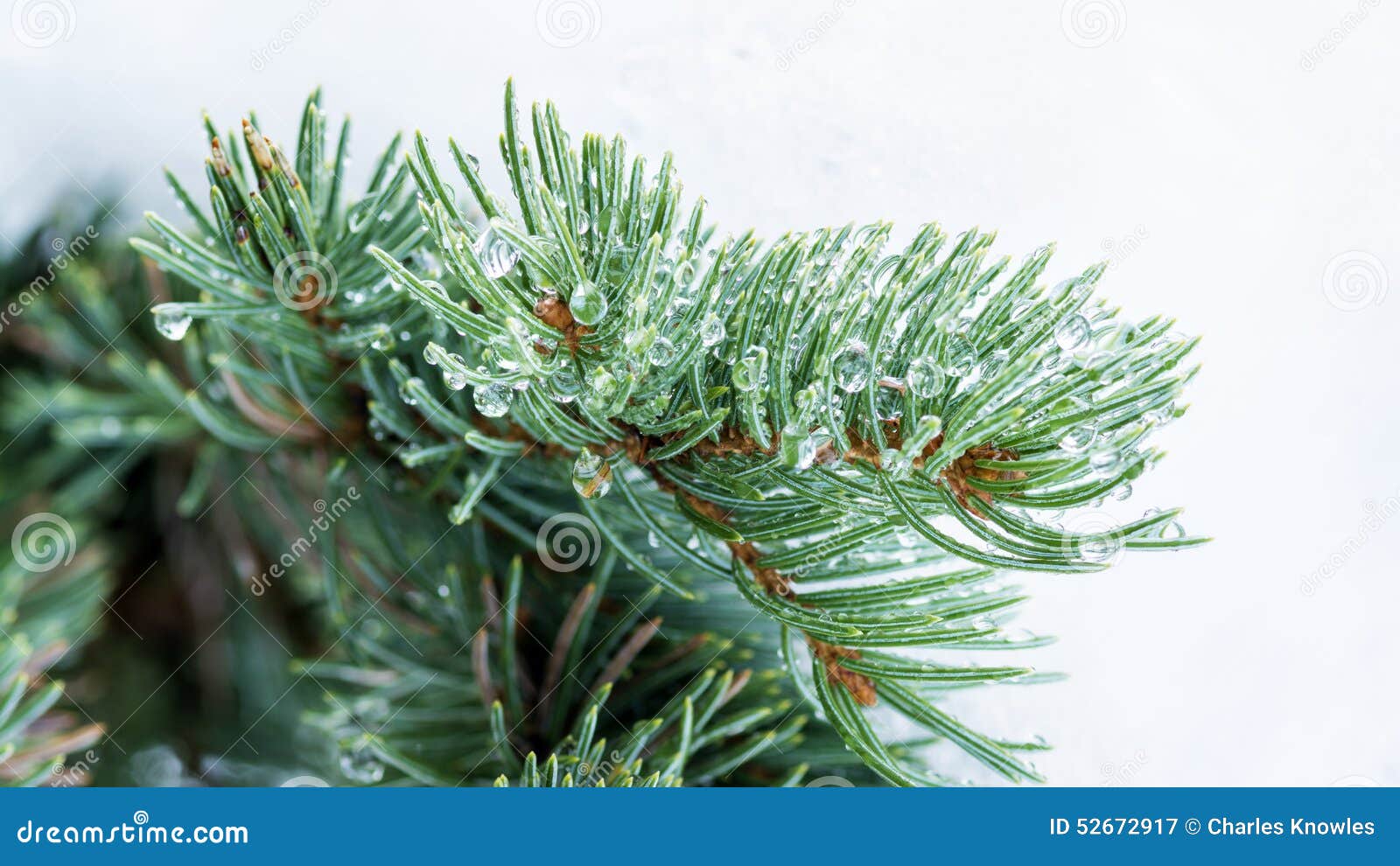 Reflection in Dew Drops on a Green Pine Tree Stock Image - Image of ...