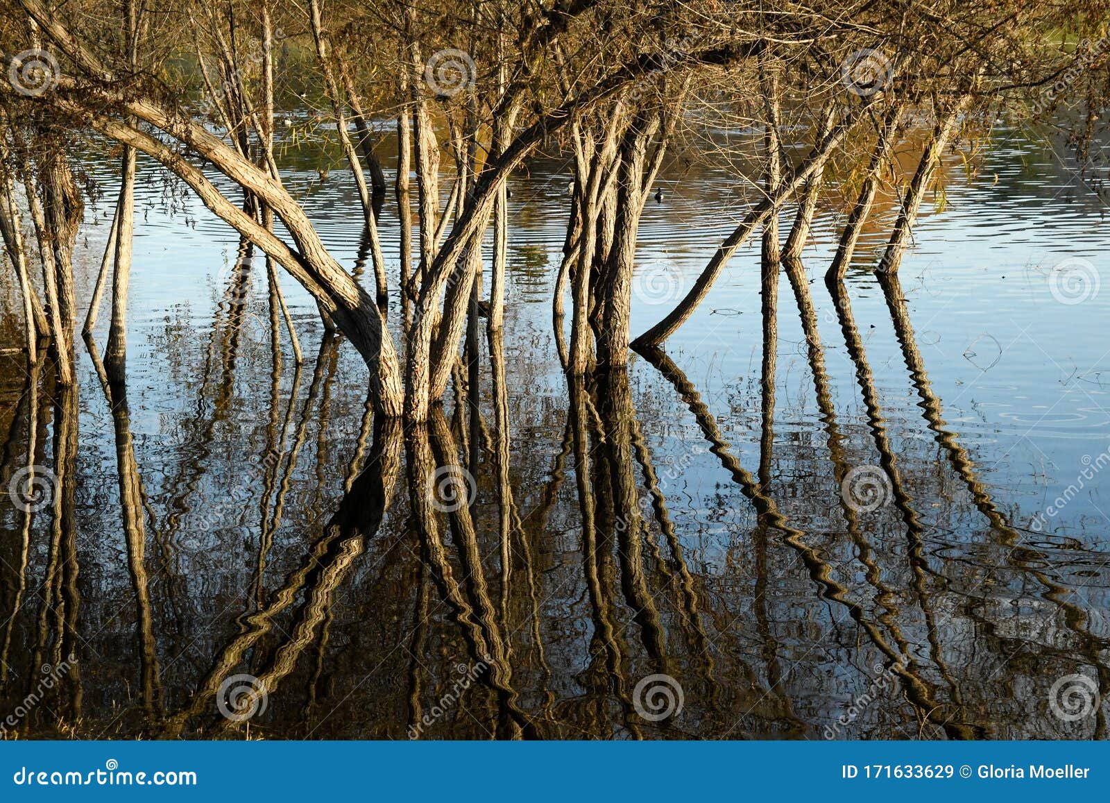Reflection Distorted by Water Ripples at Lindo Lake Stock Image - Image ...