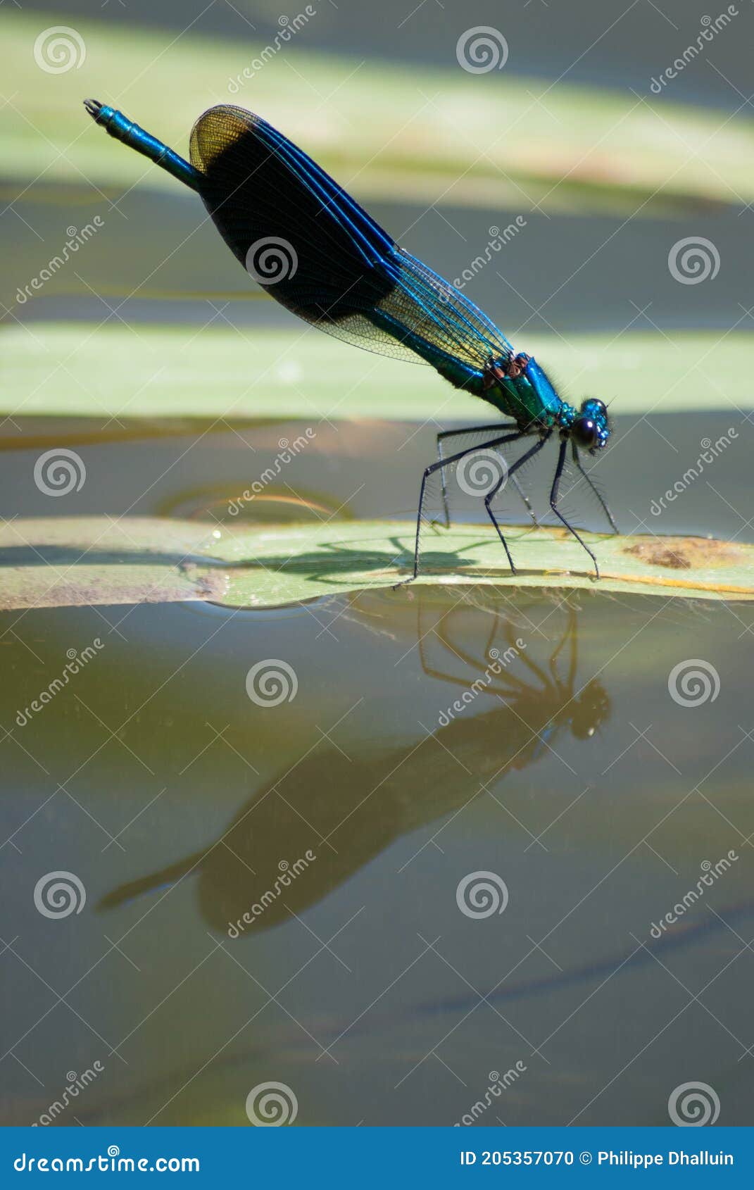 Reflection of a Dragonfly in the Water Stock Photo - Image of dragonfly ...