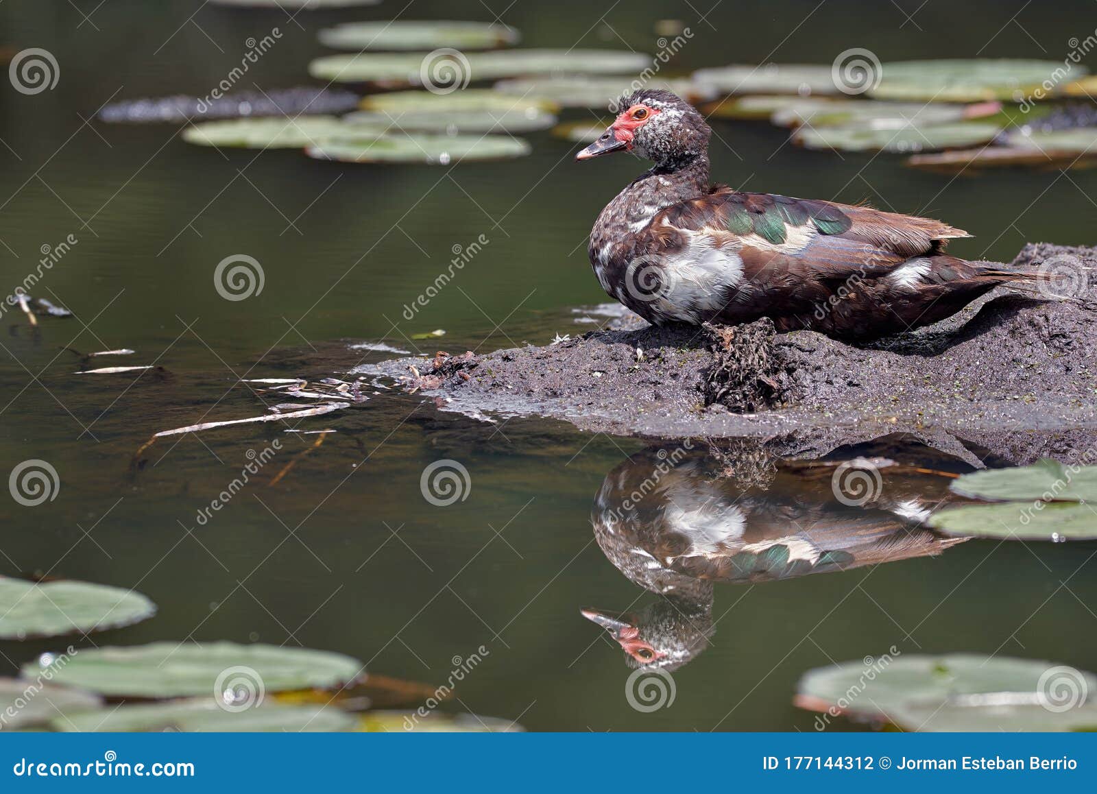 Reflection of a Duck on the Water while Resting in a Wetland Stock ...