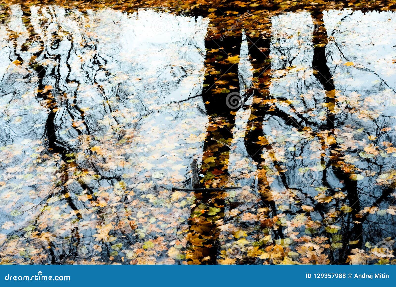 Reflection of Fallen Leaves in Water Stock Photo - Image of autumn ...