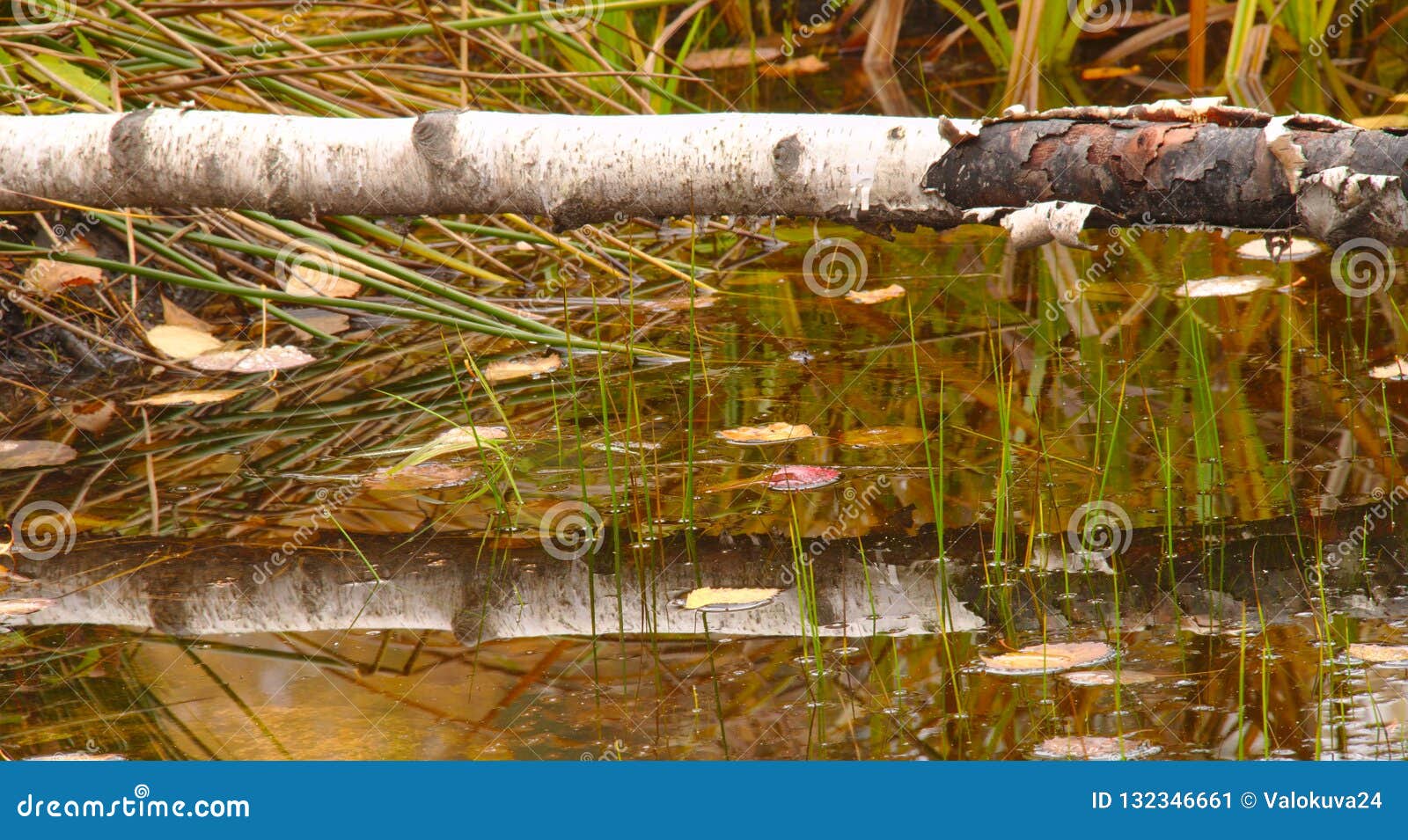 Reflection of fallen tree stock image. Image of forest - 132346661