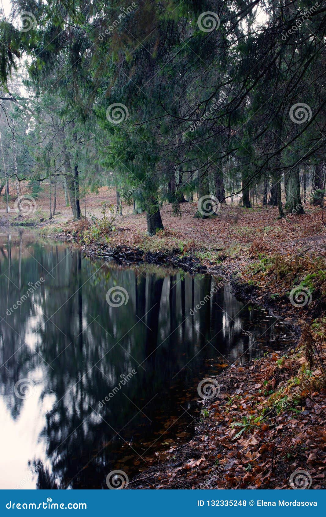 Reflection of Fir Trees in the Water of a Small Forest Lake Stock Photo ...
