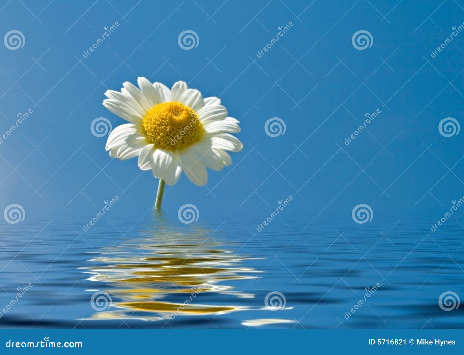 Reflection of a flower stock image. Image of flora, petals - 5716821