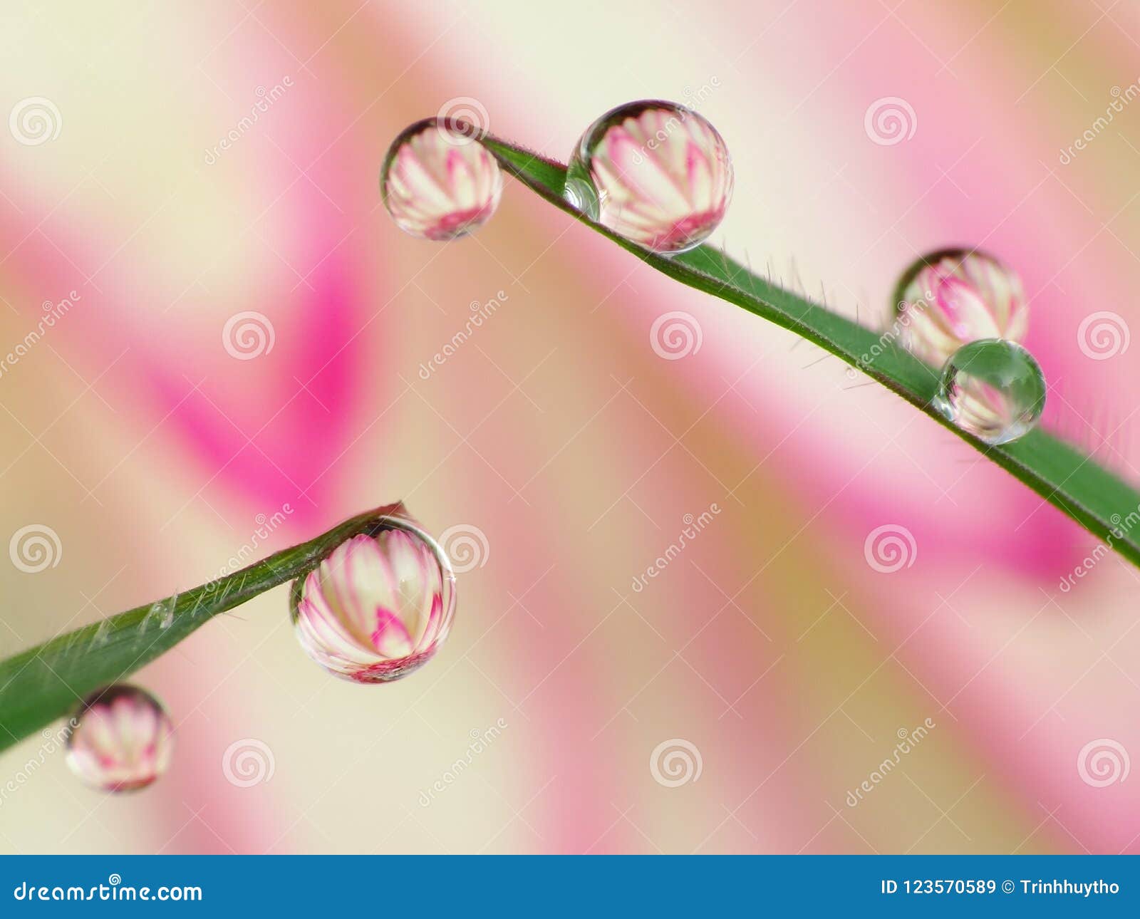 Beautiful Reflection of Flowers Inside Dewdrops Stock Image - Image of ...