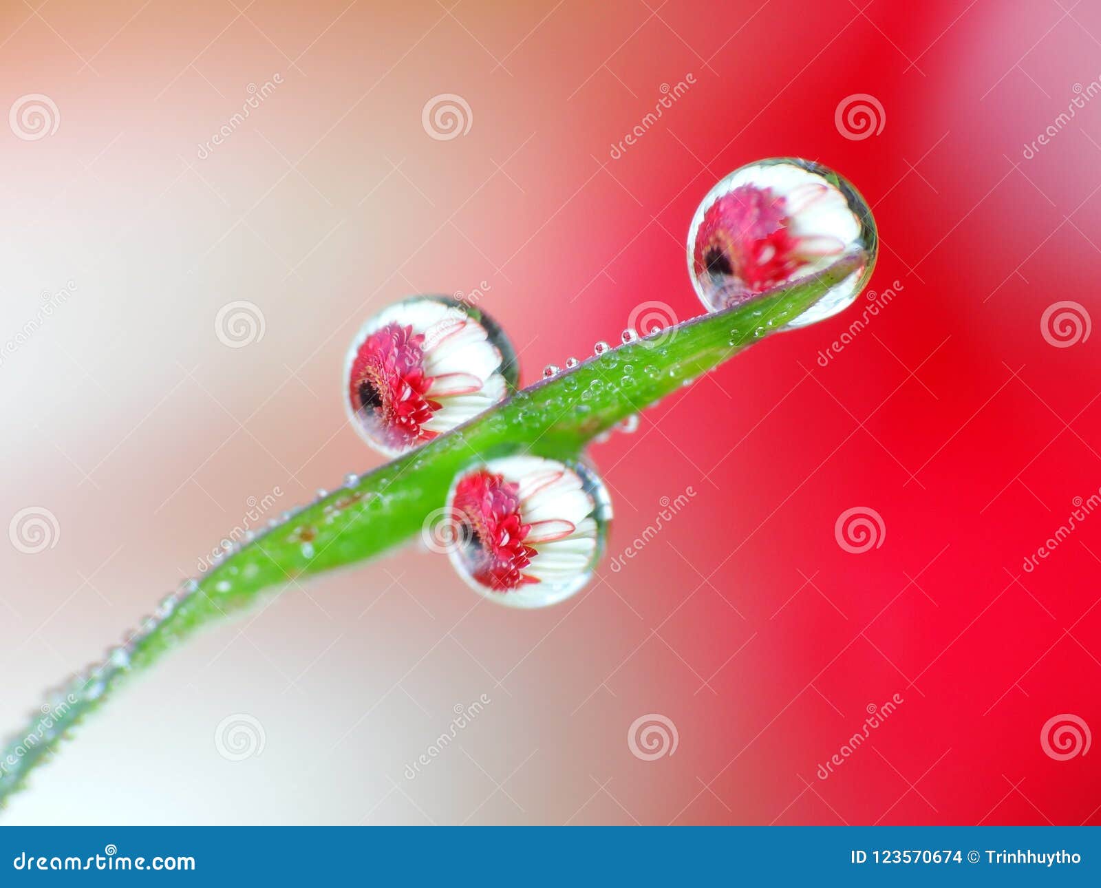 Beautiful Reflection of Flowers Inside Dewdrops Stock Photo - Image of ...
