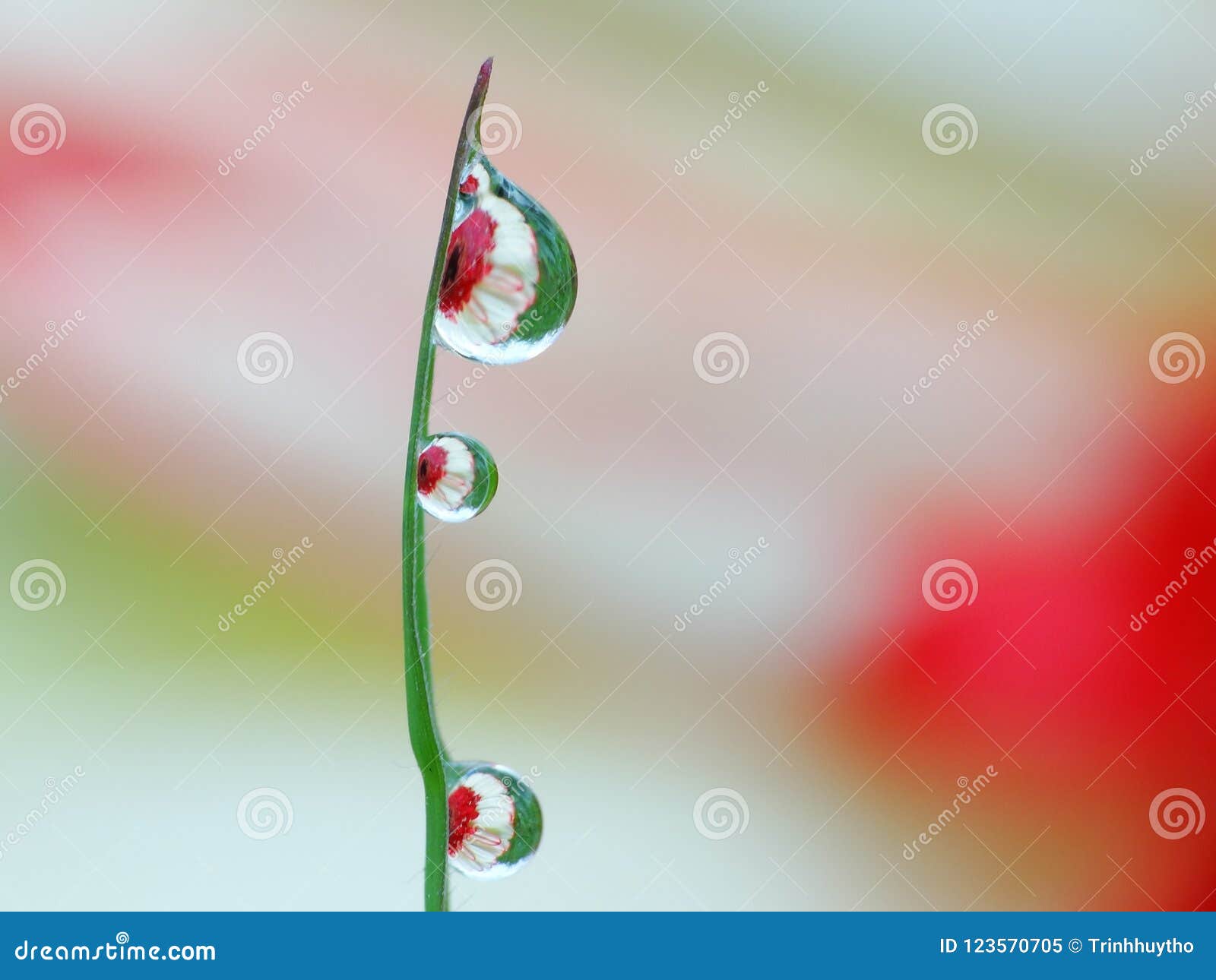 Beautiful Reflection of Flowers Inside Dewdrops Stock Image - Image of ...