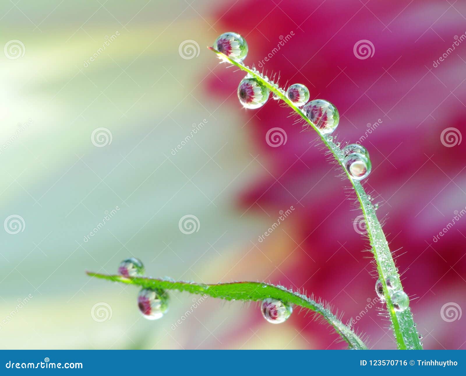 Beautiful Reflection of Flowers Inside Dewdrops Stock Photo - Image of ...