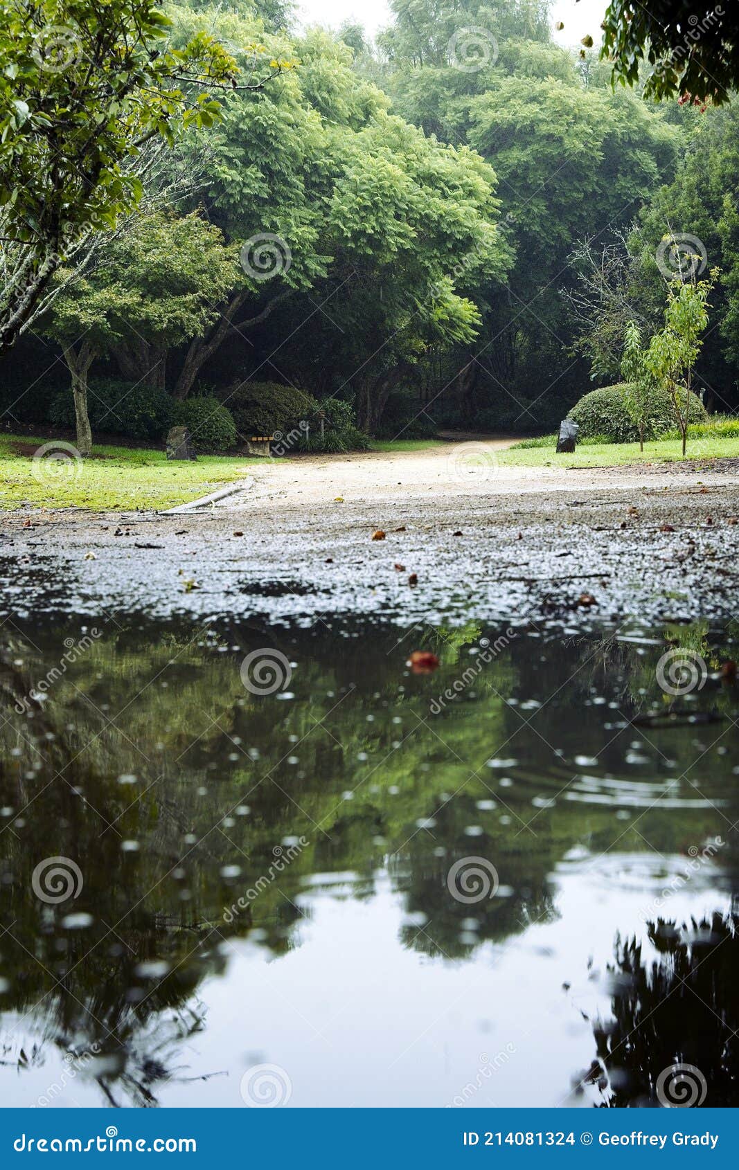 Reflection of a Footpath Leading To a Path with a Tree Canopy Stock ...