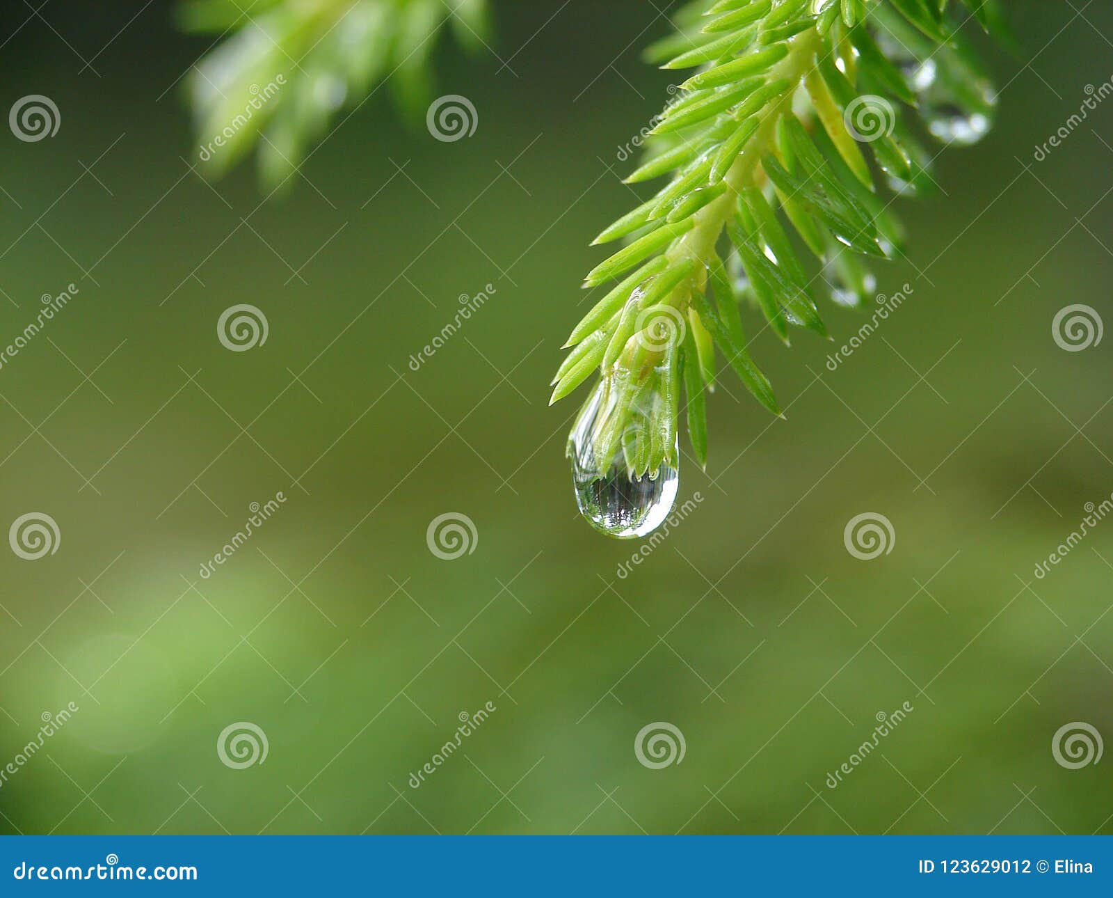 Reflection of the Forest in the Raindrop Stock Photo - Image of park ...