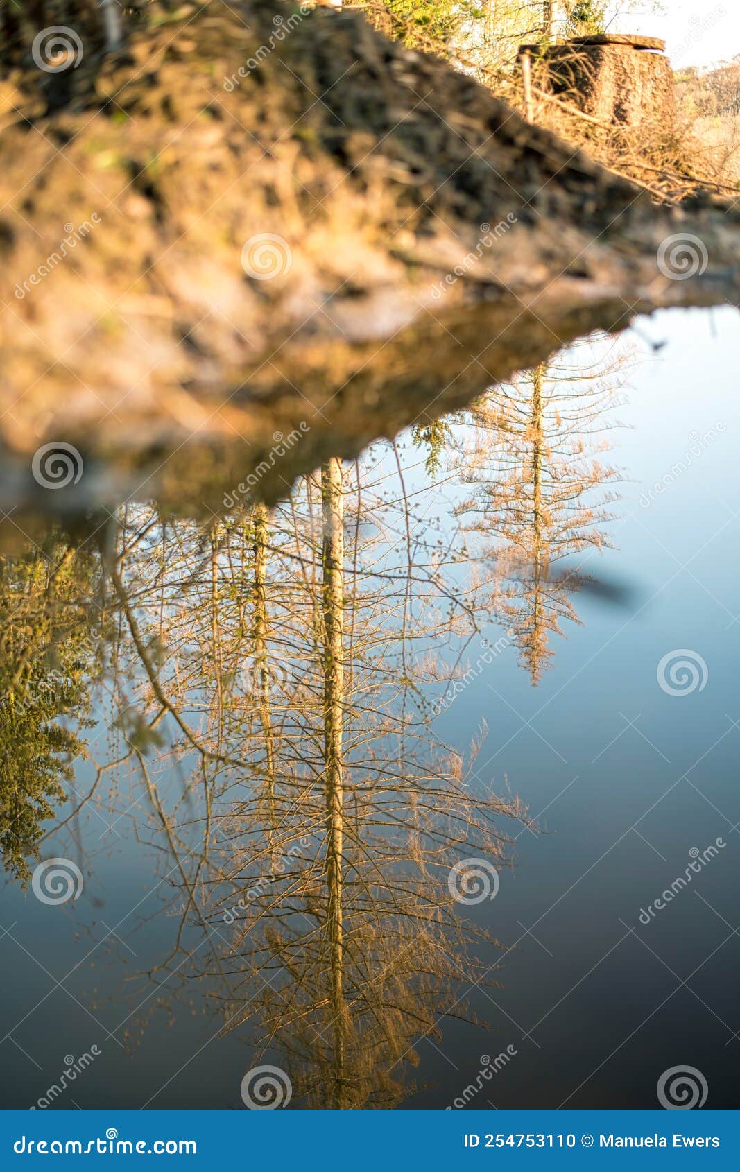 Reflection of Forest Trees in a Puddle of Water Stock Photo - Image of ...