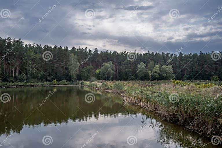 Reflection of forest trees stock photo. Image of reflection - 253408612