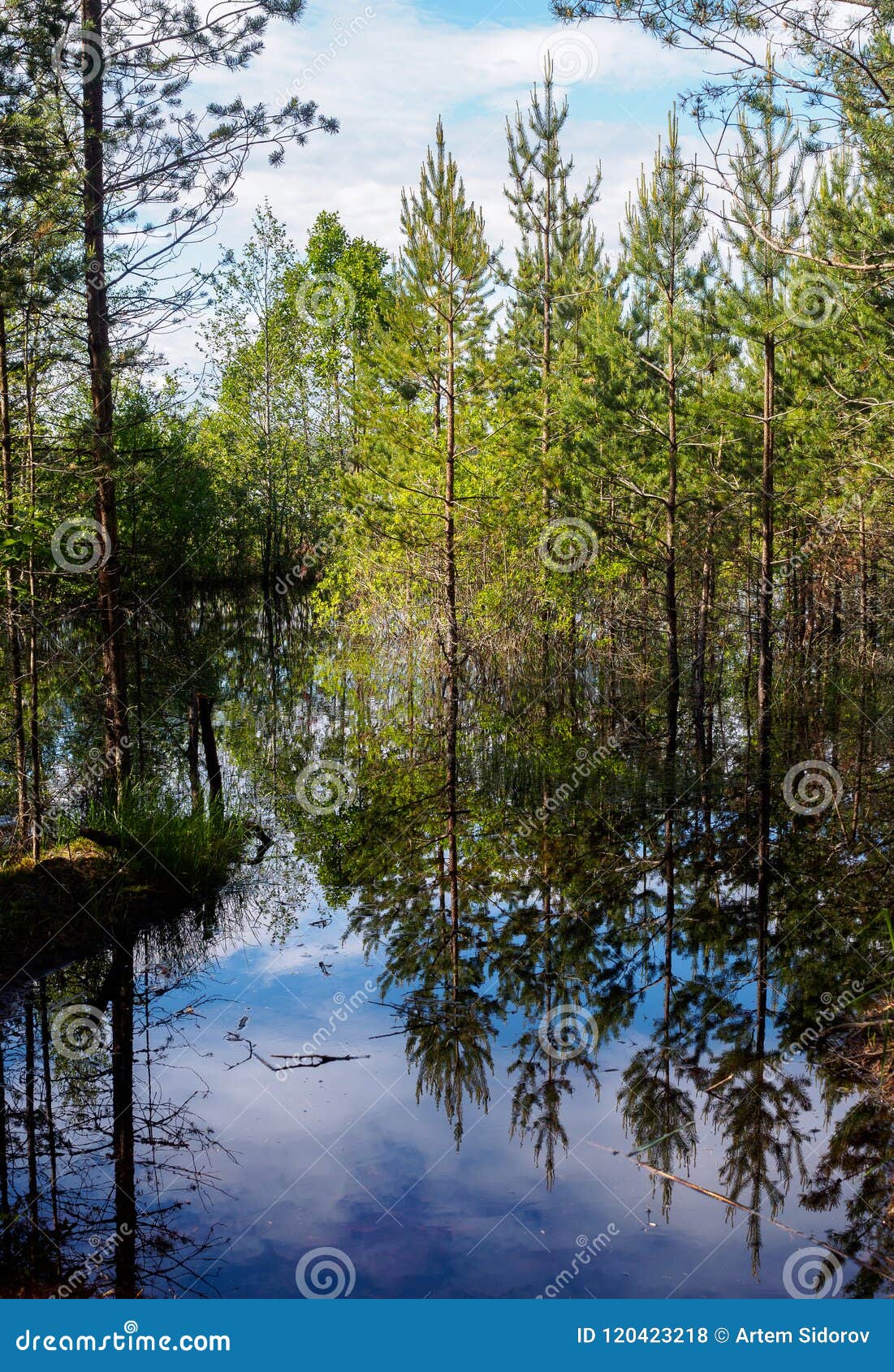 Forest reflected in water stock photo. Image of autumn - 120423218