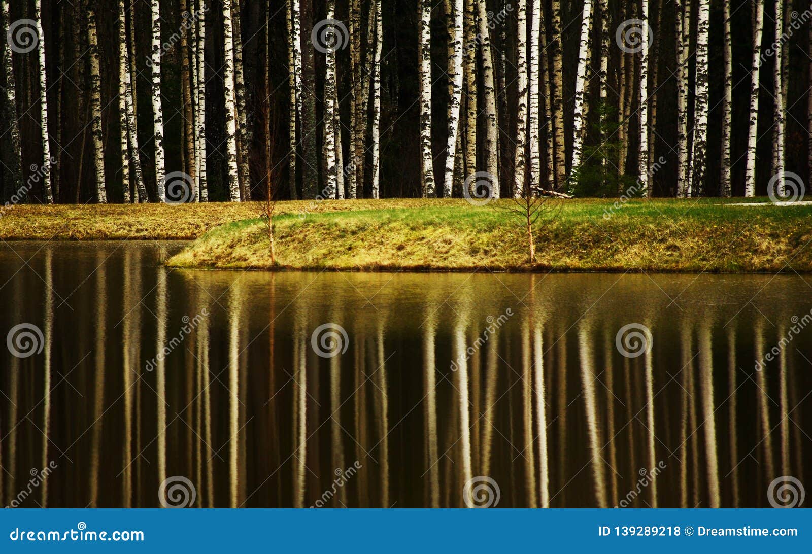 The Reflection of the Forest in the Water. Stock Photo - Image of ...