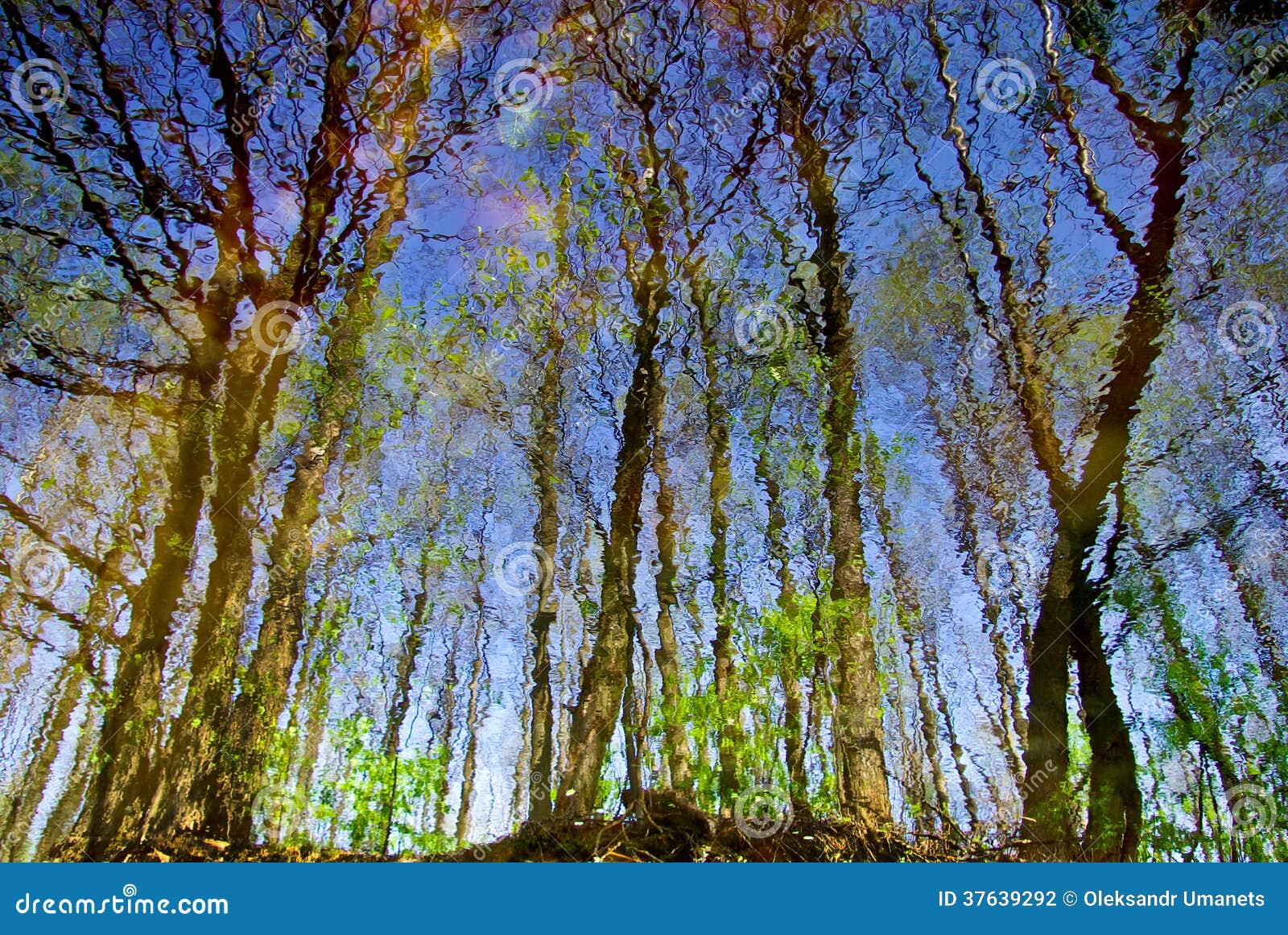 Reflection of the Forests in the Water of a Forest Lake Stock Photo ...