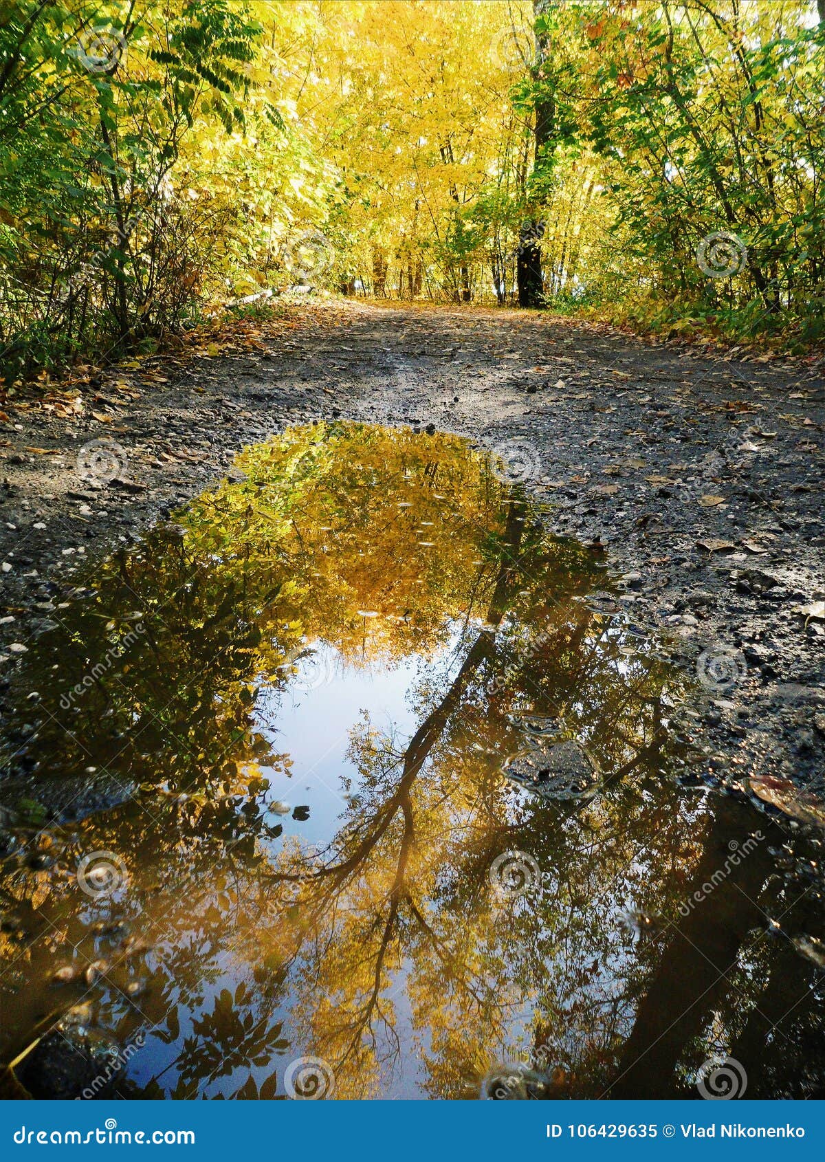 Reflection of the Golden Autumn in a Puddle Stock Image - Image of ...