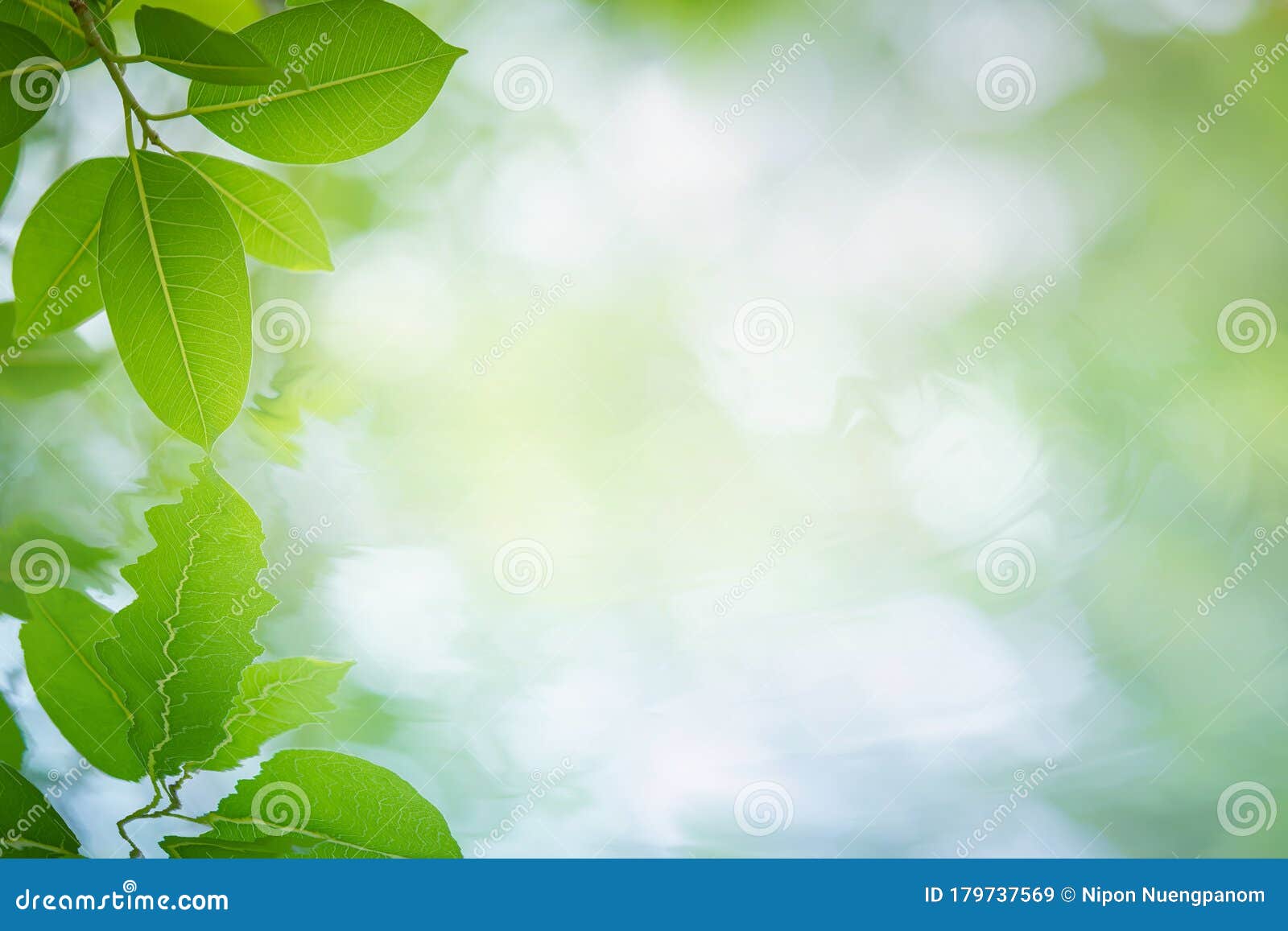 Reflection of Green Leaf and Cloudy Sky on Water Ripple. Stock Image ...