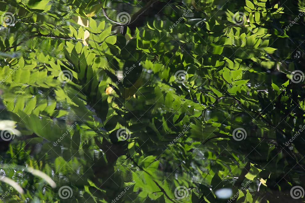 Reflection of Green Leaves on the Surface of the River Stock Image ...