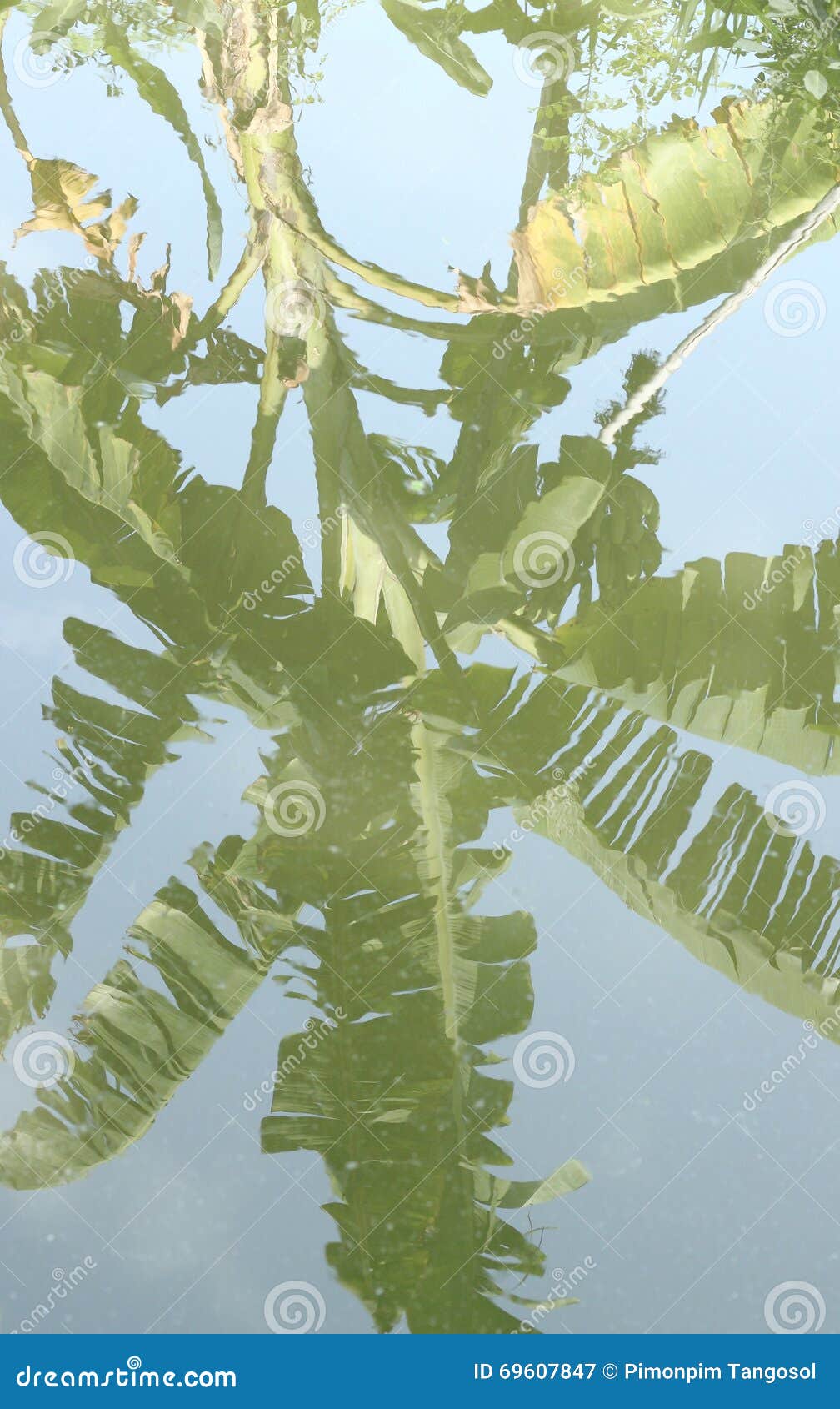 Reflection of green nature stock image. Image of ocean - 69607847