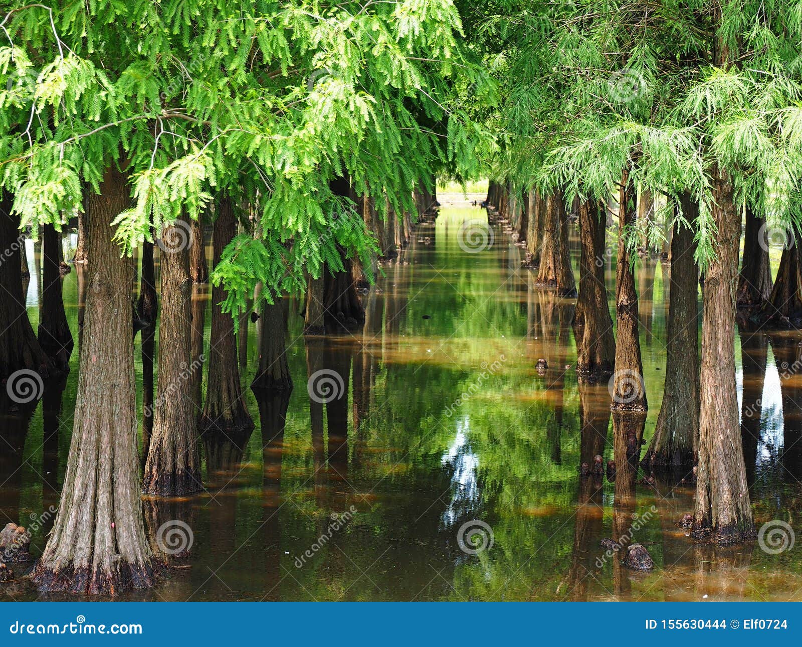 The Reflection of Green Tree Stock Photo - Image of tree, forest: 155630444