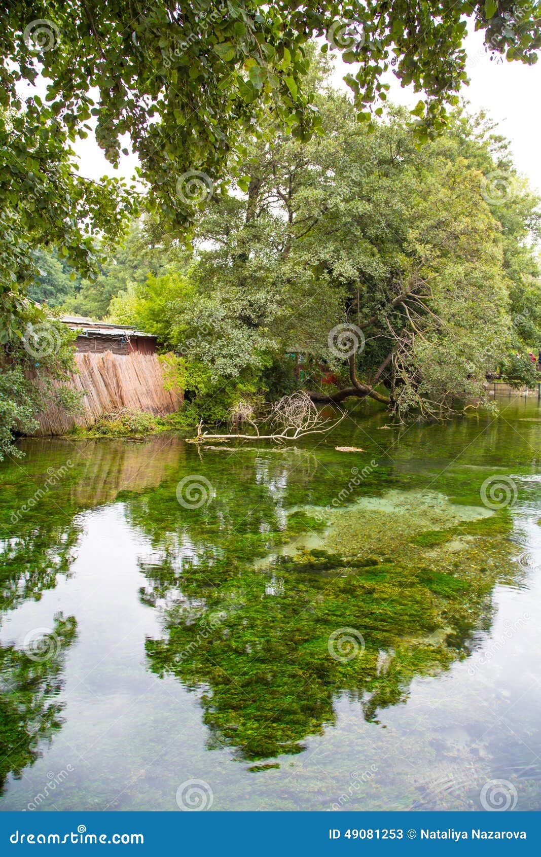 Reflection of the Green Tree Stock Image - Image of pond, scenic: 49081253