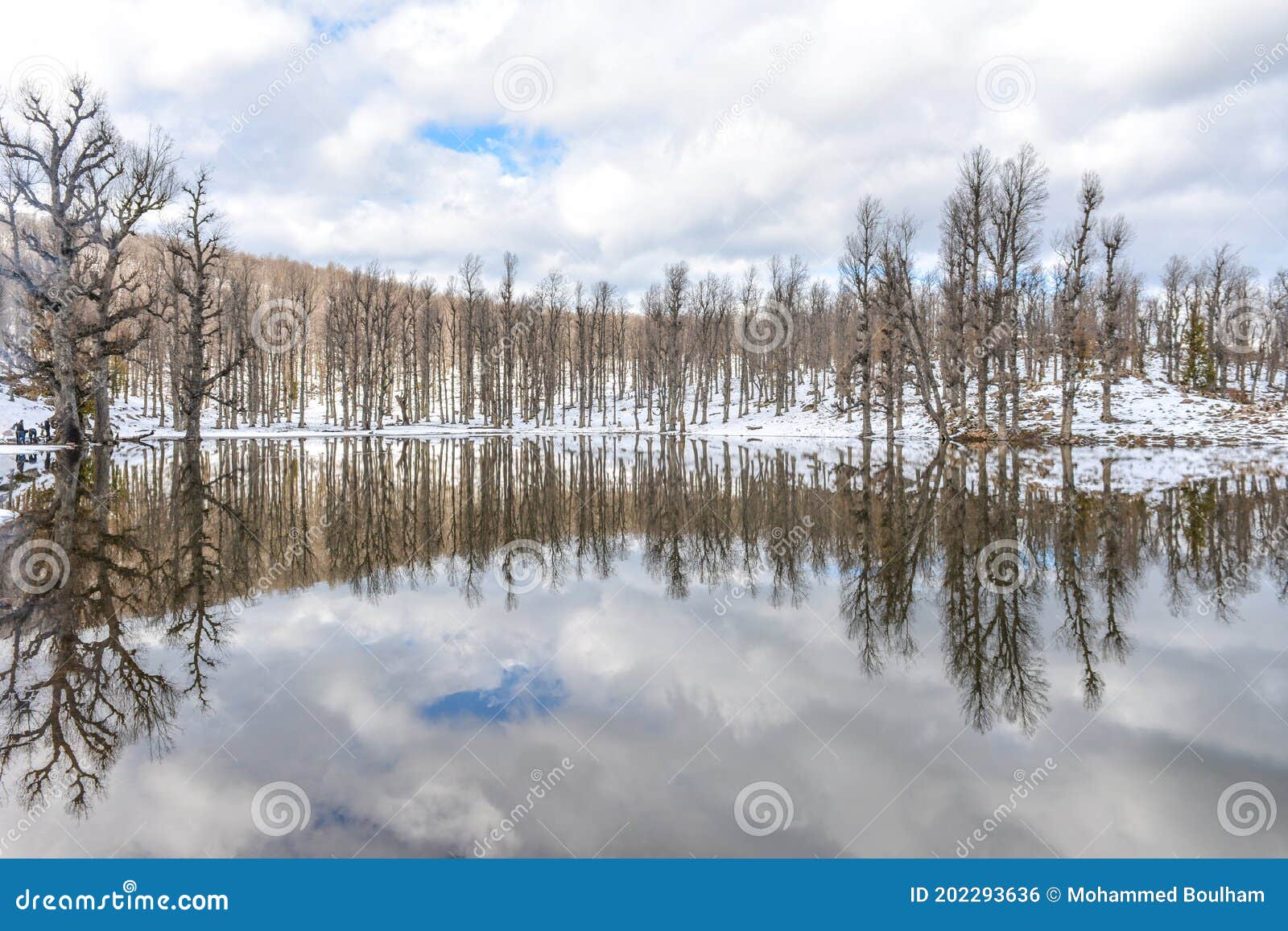 Reflection in Lake Snow, Reflection of Trees on Lake in Winter, Winter ...