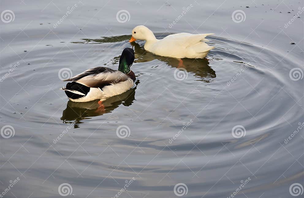 Landscape with ducks stock image. Image of nature, color - 116659625