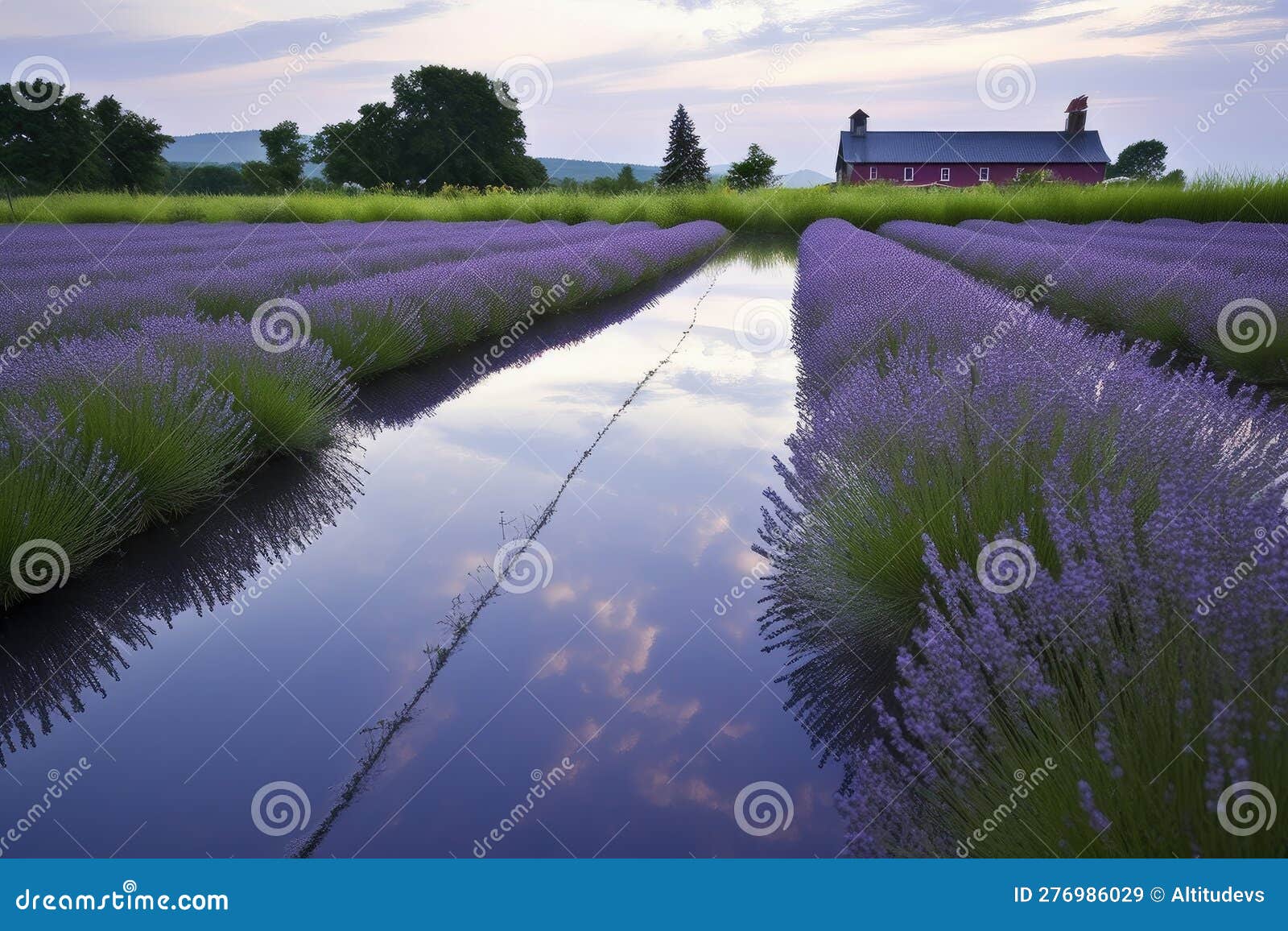 Reflection of Lavender Field in Still Pond Stock Image - Image of ...