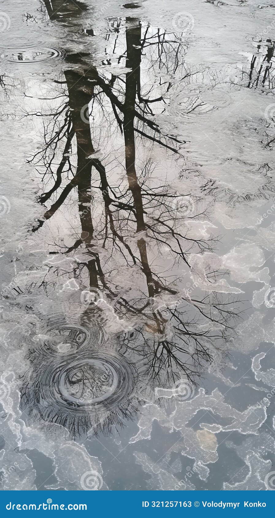 Reflection of Leafless Trees on Icy Water Surface with Ripples, Nature ...