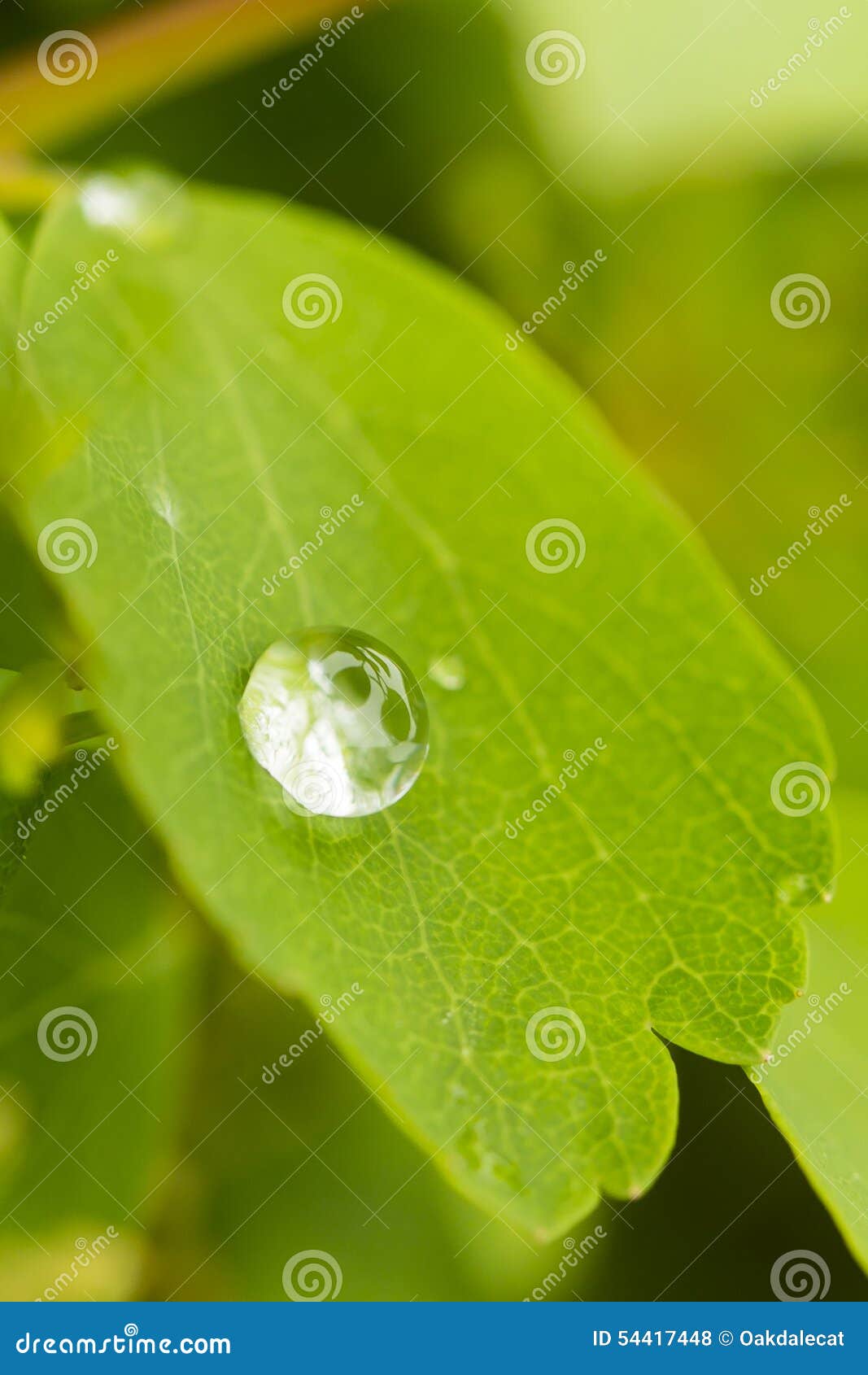 Reflection of Leaves on Dew Drop on Leaf Stock Photo - Image of drop ...