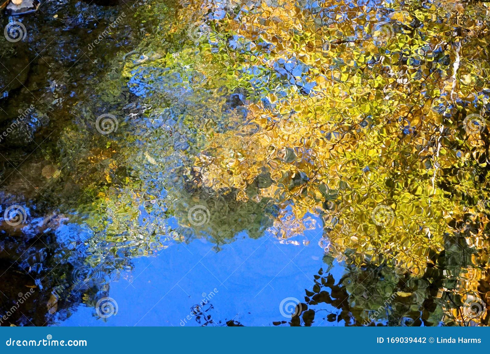The Reflection of Leaves in a Stream Create Impressionist Patterns and ...