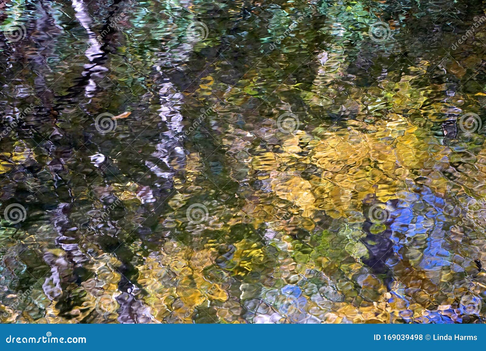 The Reflection of Leaves in a Stream Create Impressionist Patterns and ...