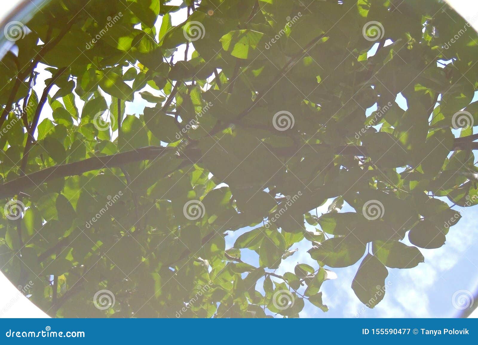 Reflection of Leaves in Water Stock Image - Image of light, natural ...