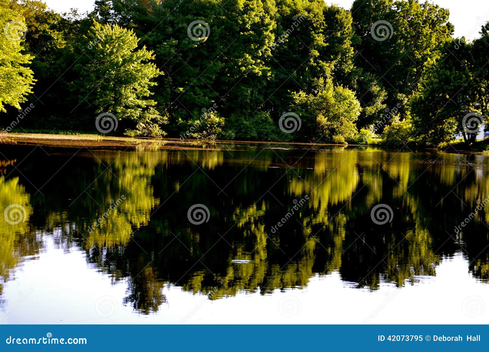 Reflection of life stock image. Image of green, tall - 42073795