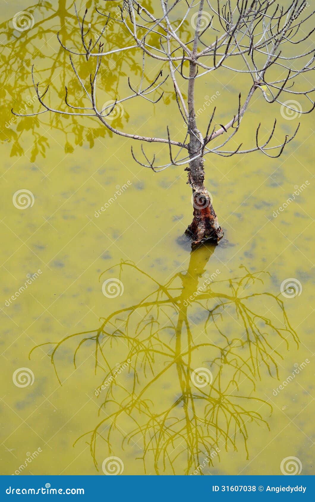 The Reflection of life stock photo. Image of living, lake - 31607038