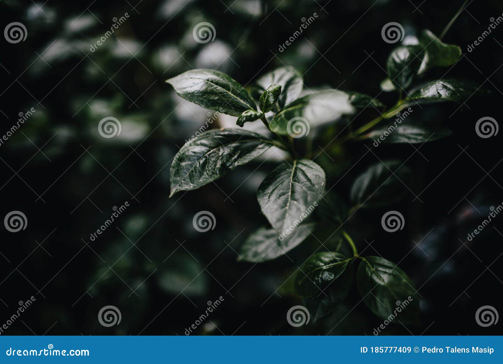 Reflection of Light in the Leaves of Forest Plants Stock Image - Image ...