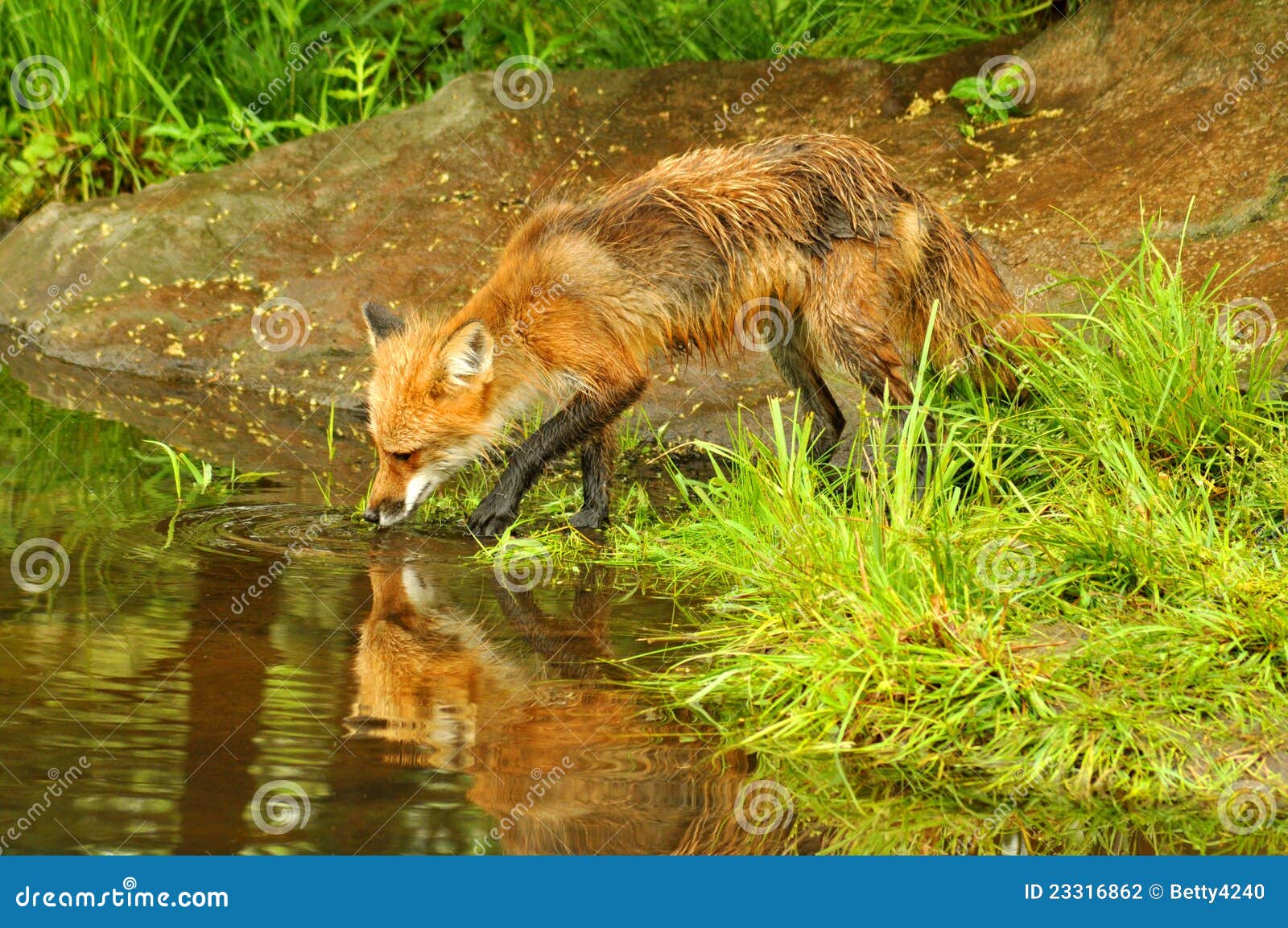 Reflection of a Lone Red Fox Drinking Water Stock Photo - Image of ...