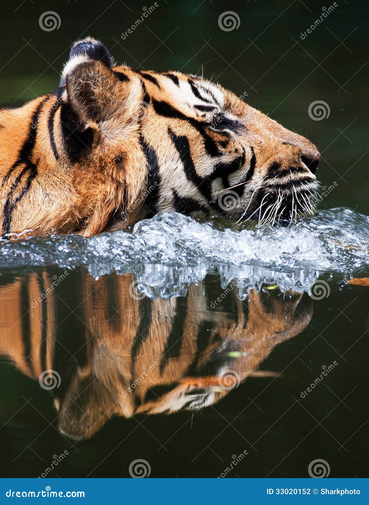 REFLECTION of MALAYAN TIGER Stock Photo - Image of eater, mammals: 33020152