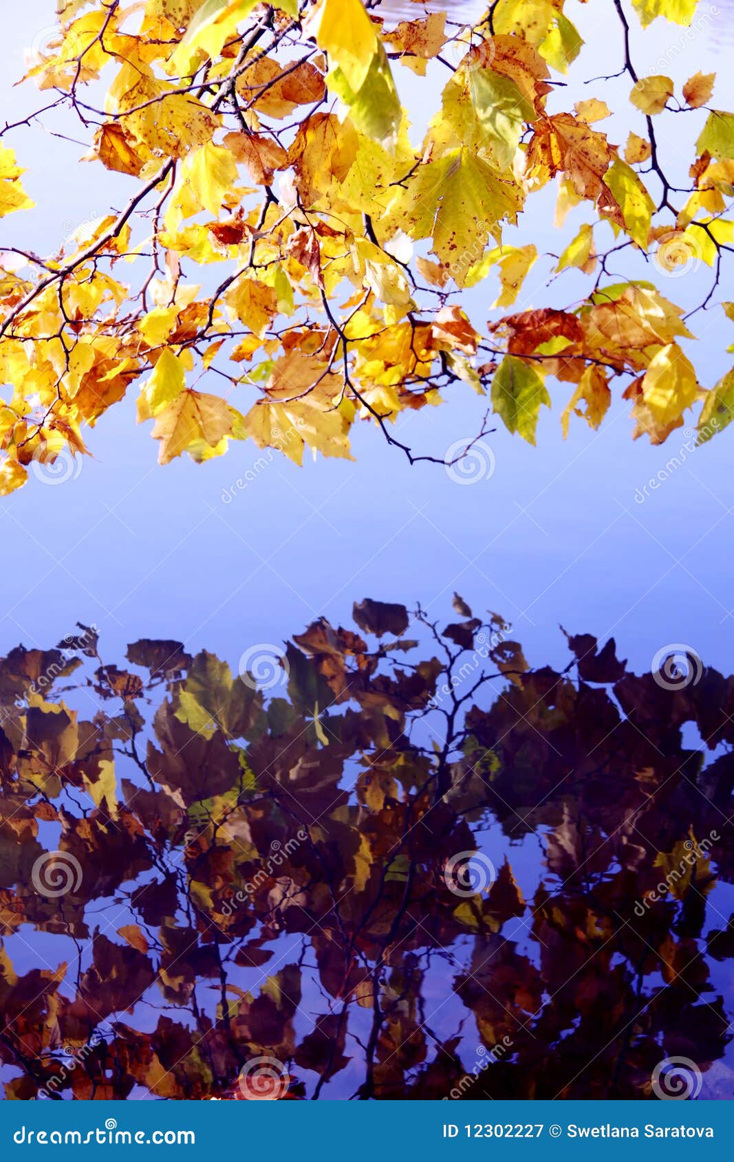 Reflection of Maple Leaves in Water Stock Image - Image of bright ...
