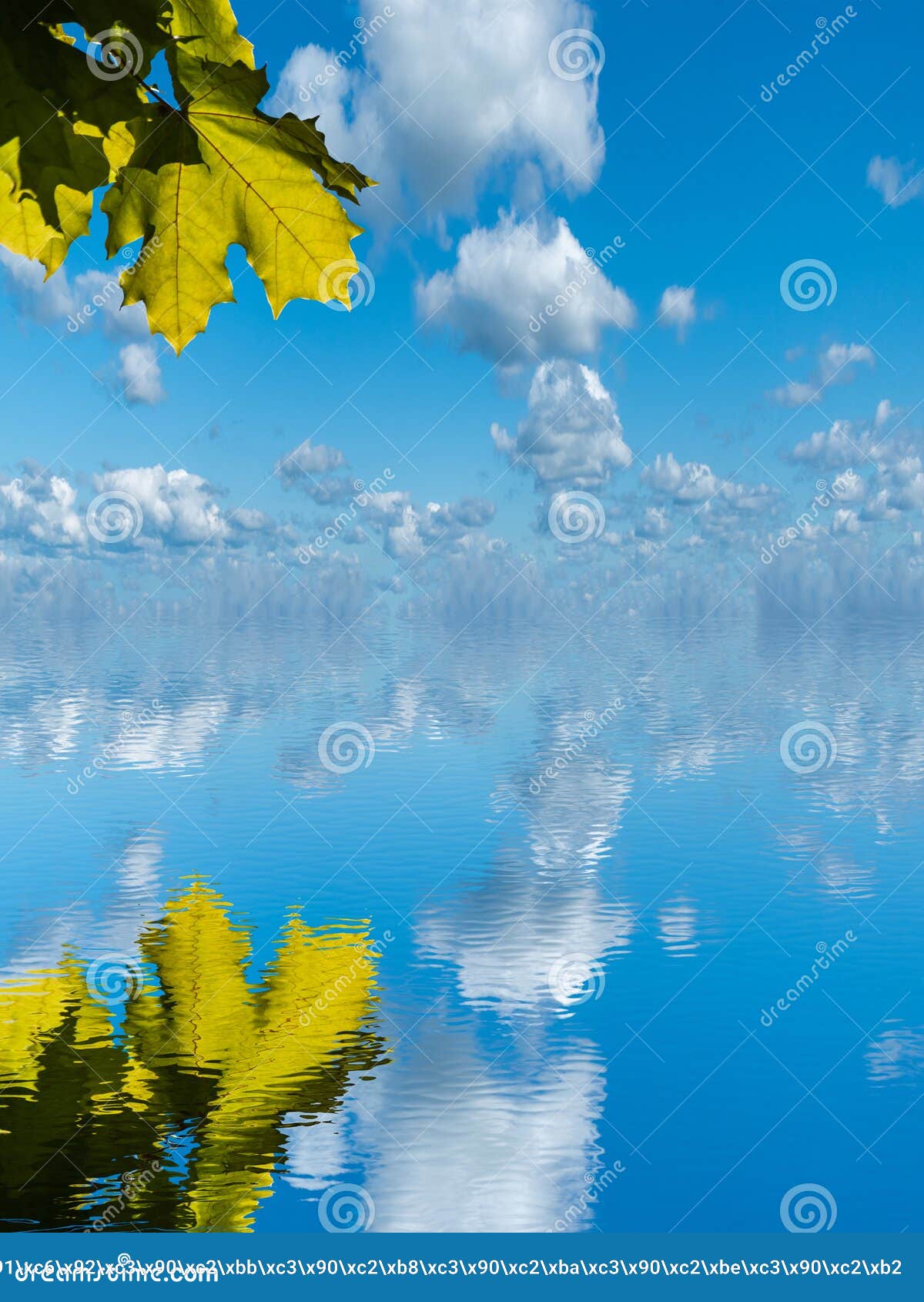Reflection of Maple Leaves in the Water Stock Image - Image of leaf ...