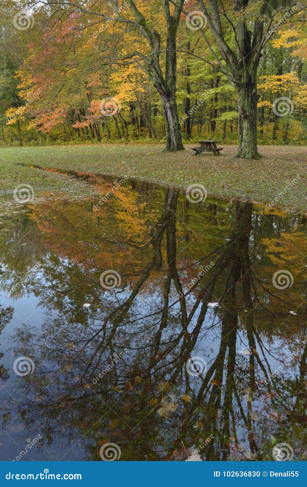 Reflection of maple tree. stock photo. Image of forest - 102636830