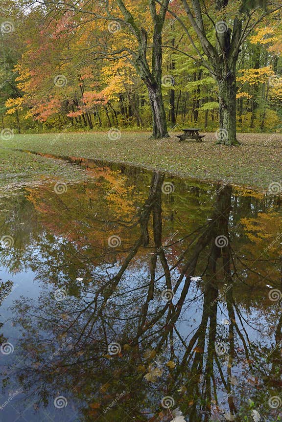 Reflection of maple tree. stock photo. Image of forest - 102636830