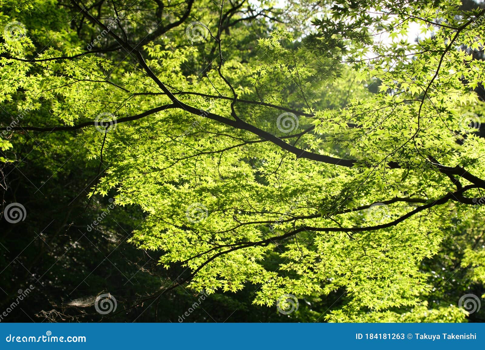 Reflection of the Maple Tree with Natural Light Stock Image - Image of ...