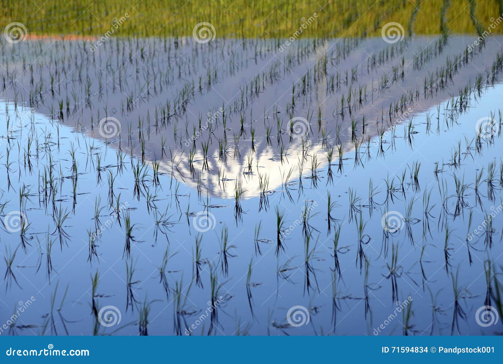 Reflection of Mount Fuji in Rice Field. Stock Photo - Image of fuji ...