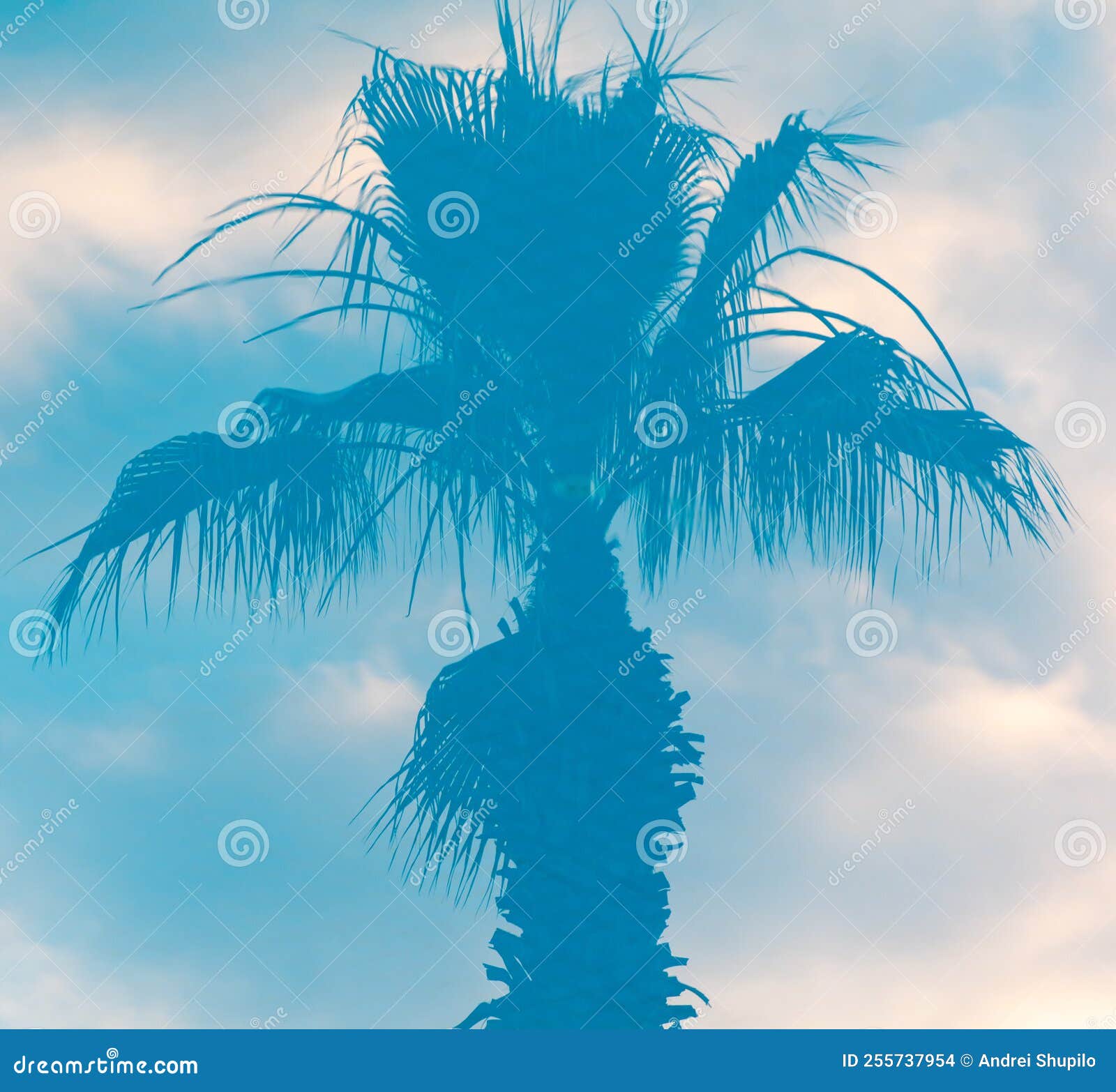 Reflection of a Palm Tree in the Blue Water of the Pool. Stock Photo ...